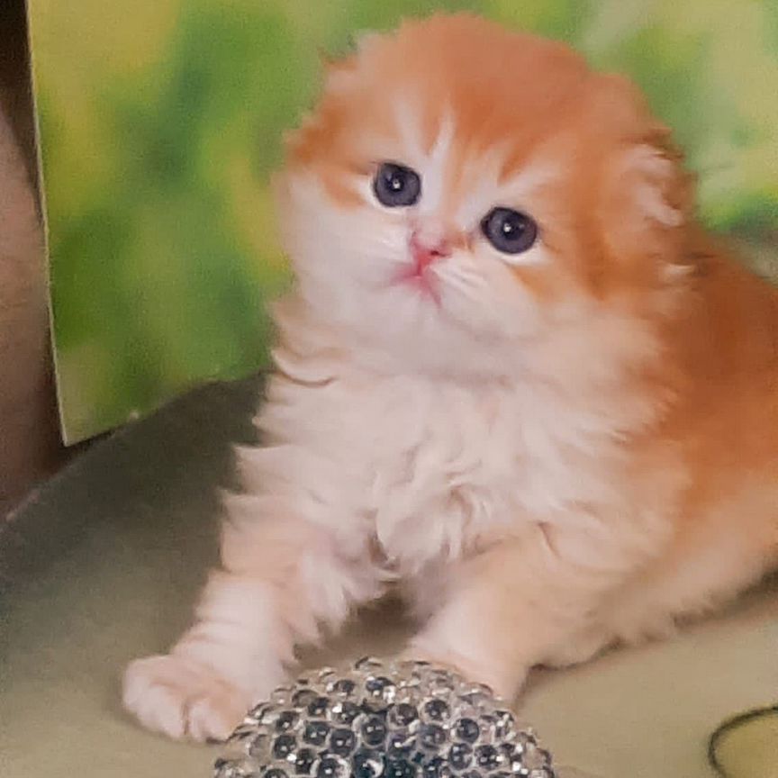 Золотой котик