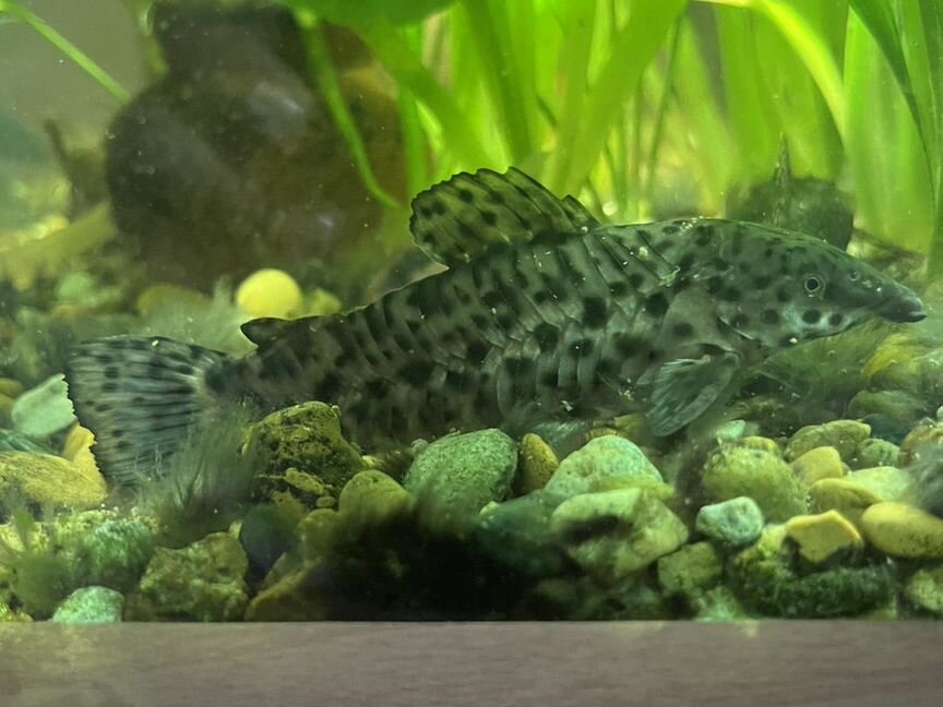 Сом таракатум