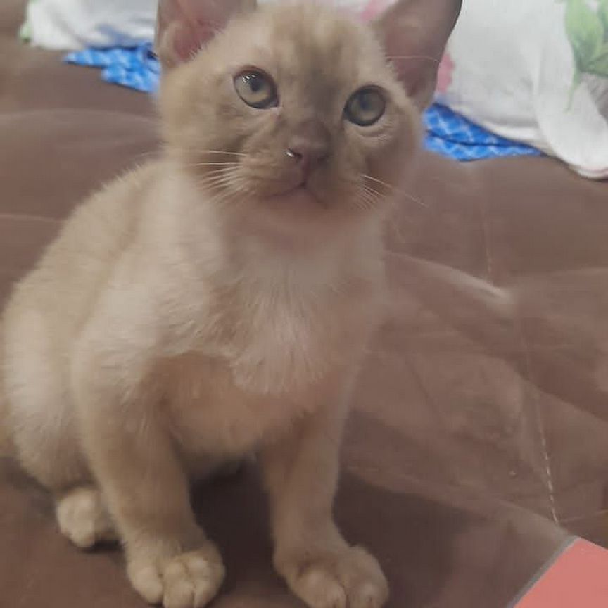 Чистокровные бурманские мальчики