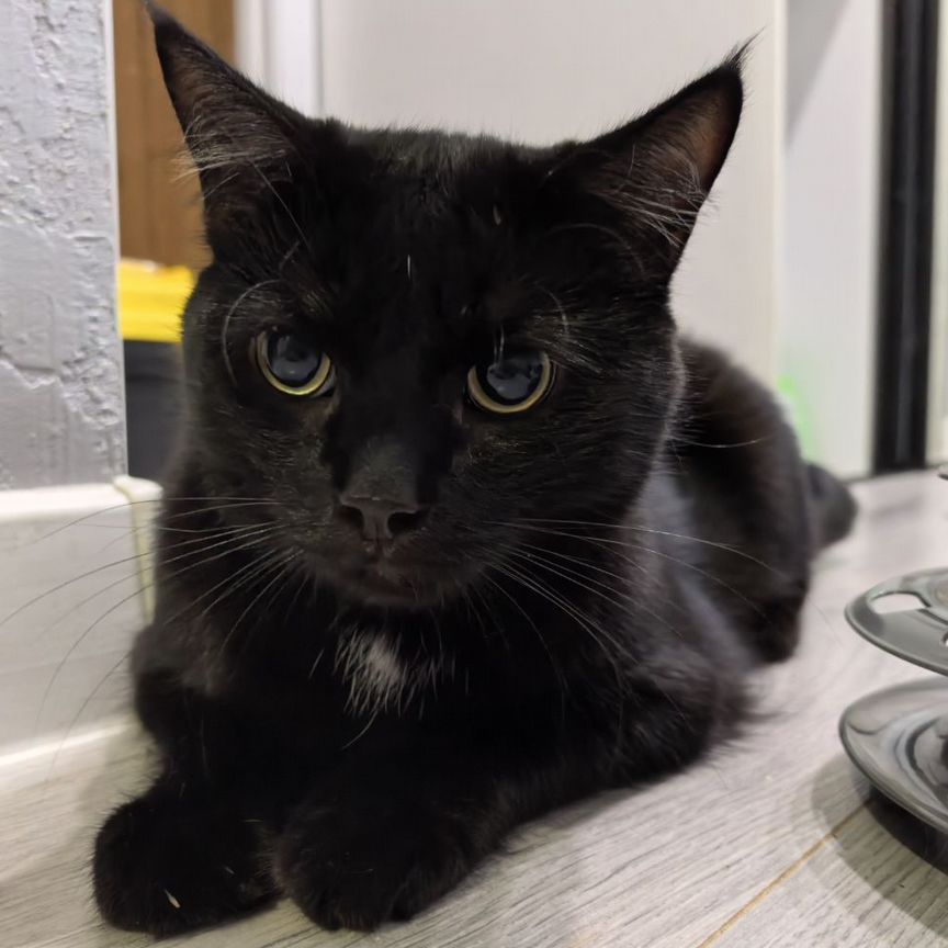 Взрослый кот в добрые руки