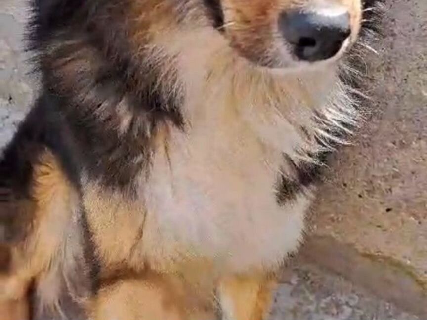 Щенок в добрые руки бесплатно