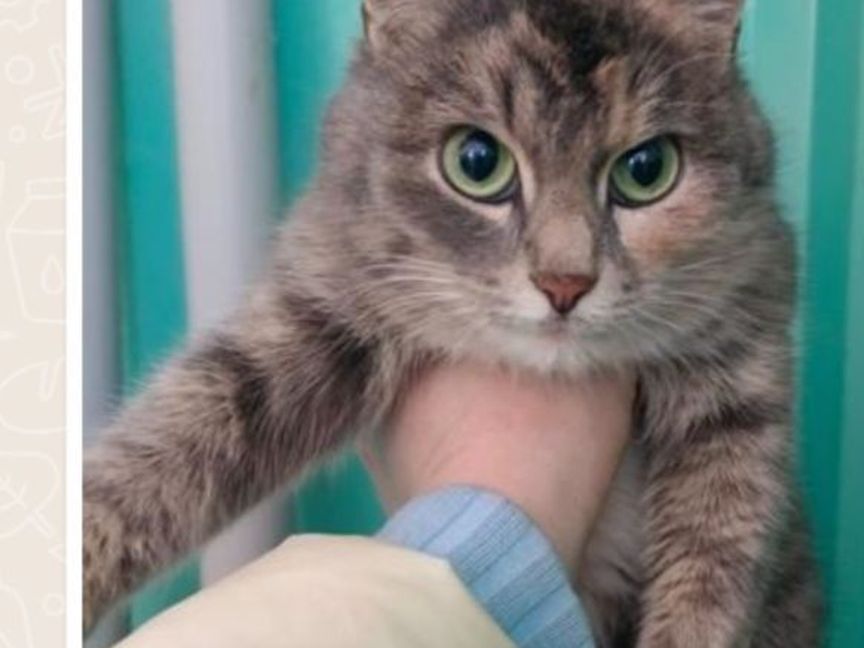 Кошка