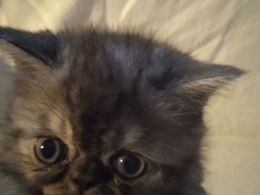 Котята экзоты