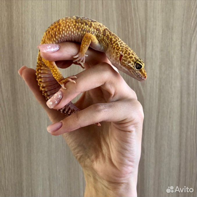 Пятнистый эублефар