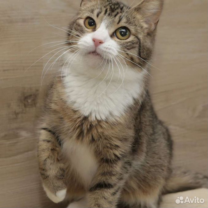 Кошка Вита 2 года