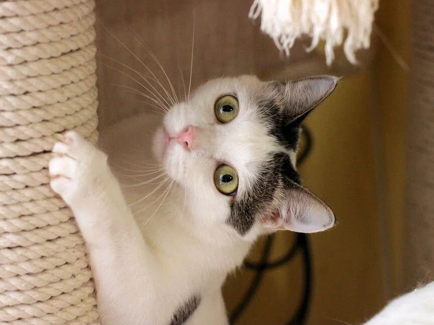 Молодая и озорная кошечка Ванесса