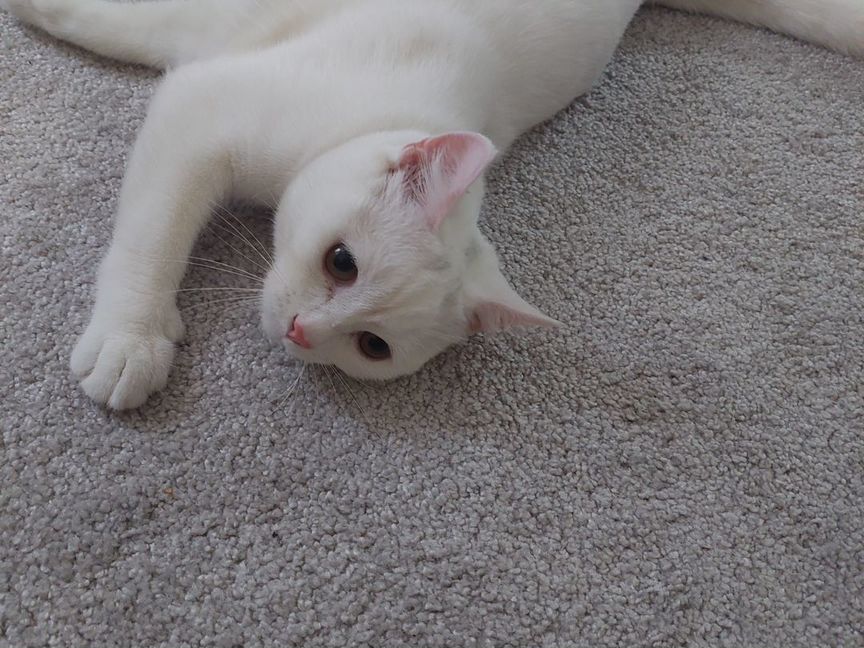 Котик 6м