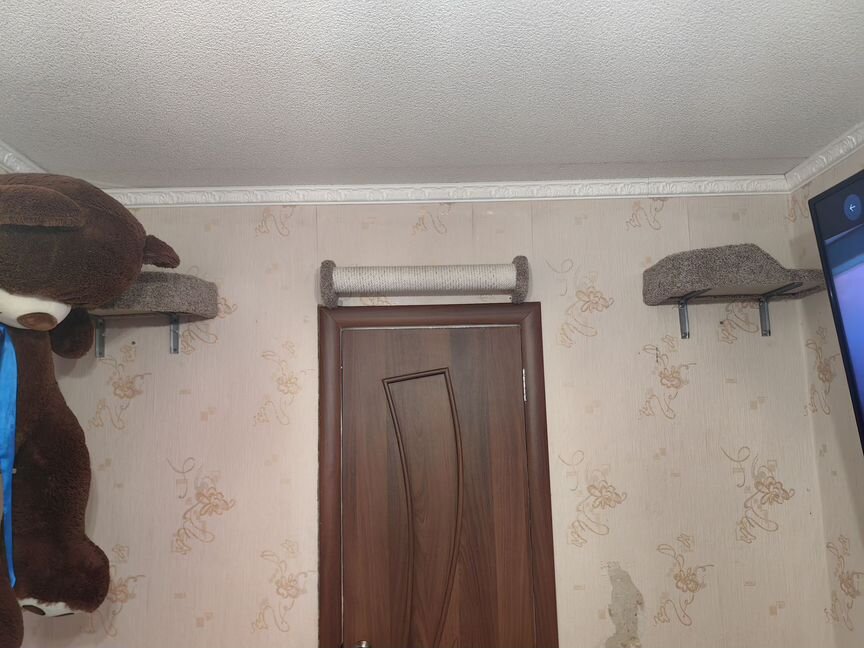 Полоса препятствий для кота
