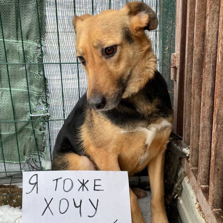 Взрослая собака в добрые руки