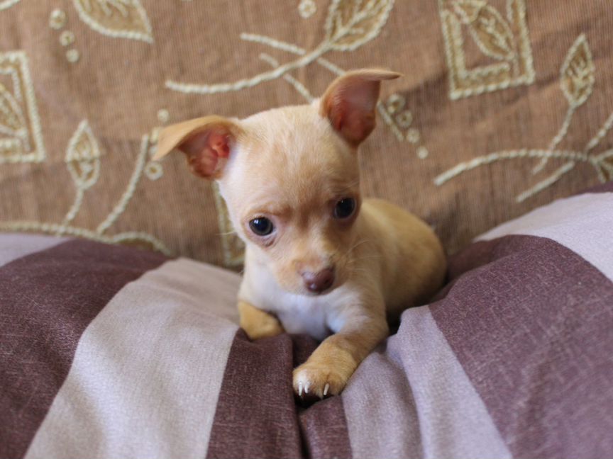 Собаки щенки той-терьер