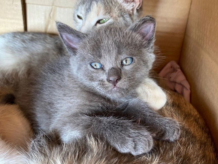Котятки в добрые руки
