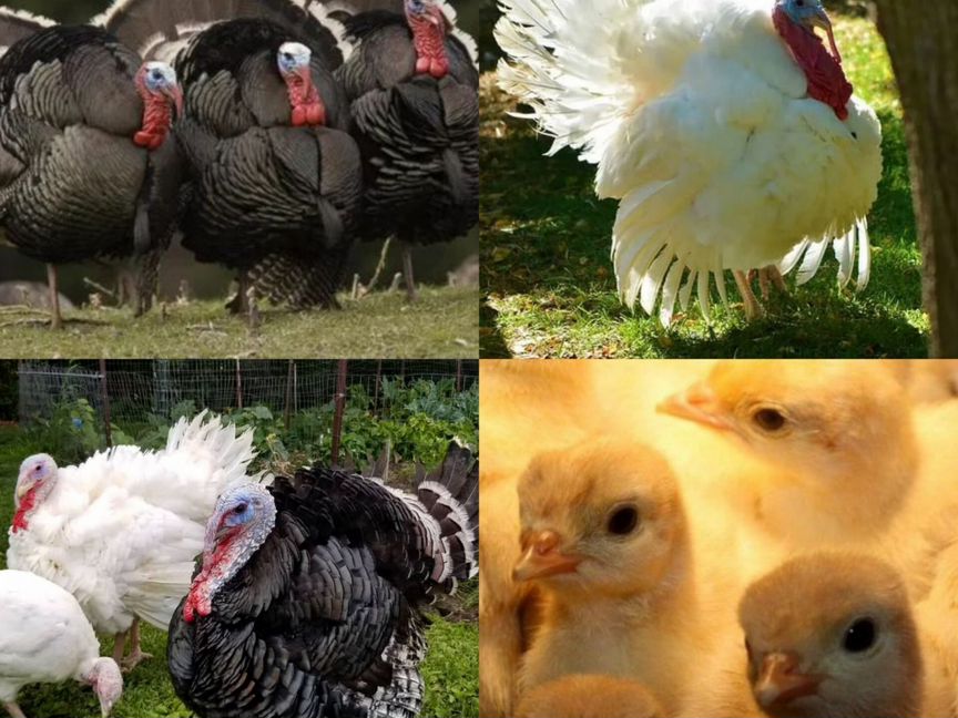 Индюшата суточные/подрощенные