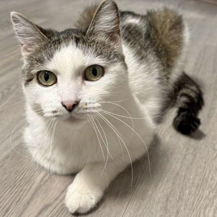 Взрослая, кошка в добрые руки