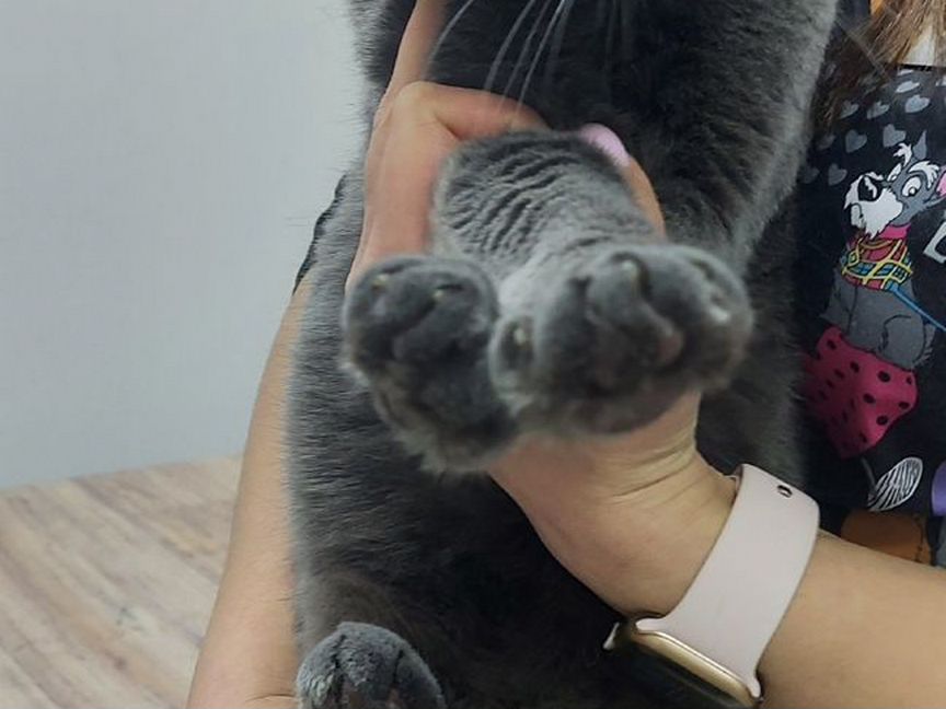 Кот порш ищет своих настоящих людей