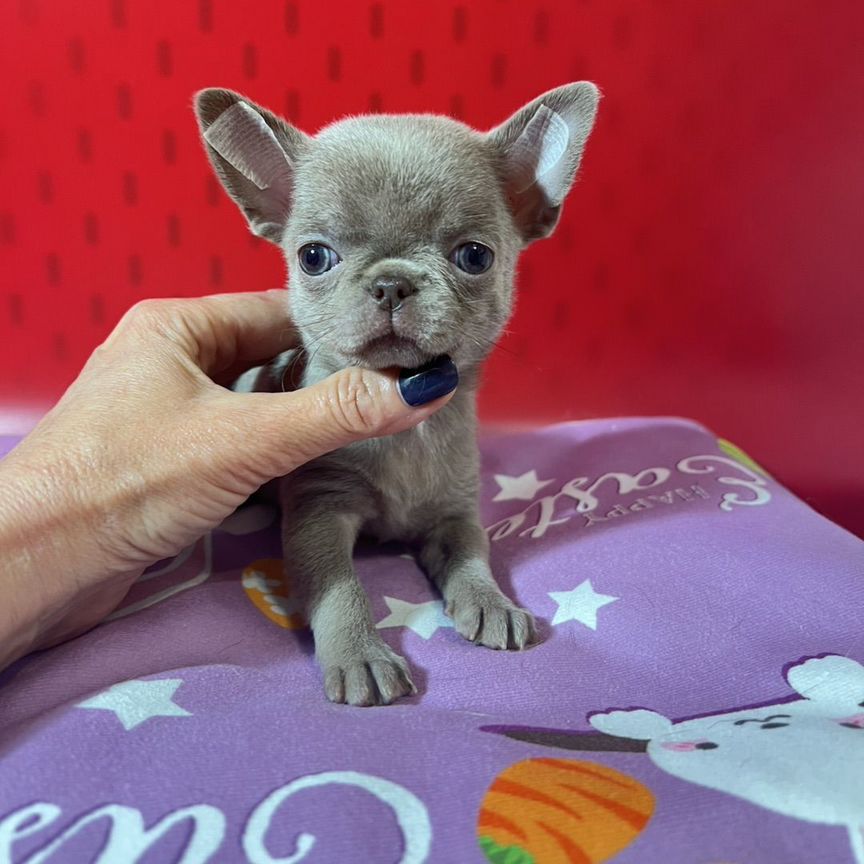 Чихуахуа девочка