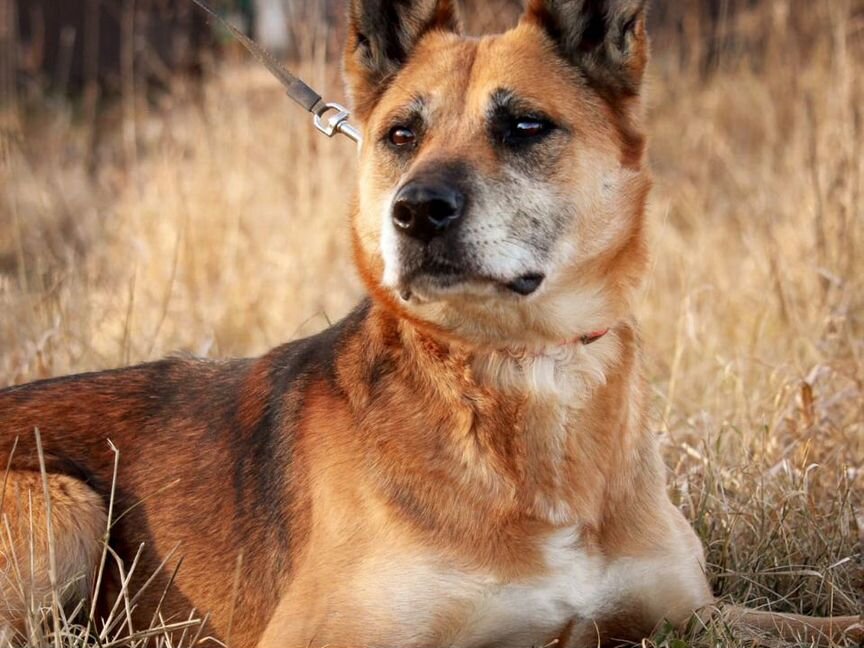 Чудесная Багира ищет свой дом