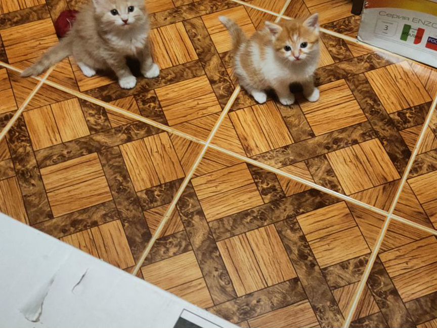 Продаю котят