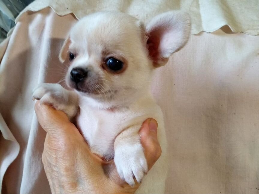 Щенки чихуахуа мини