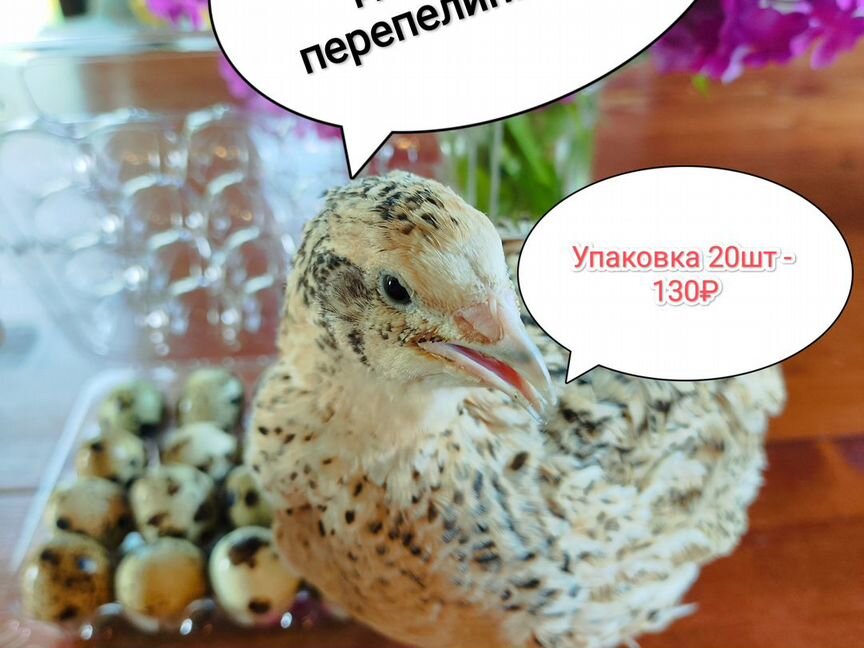 Яйца перепелиные, перепела