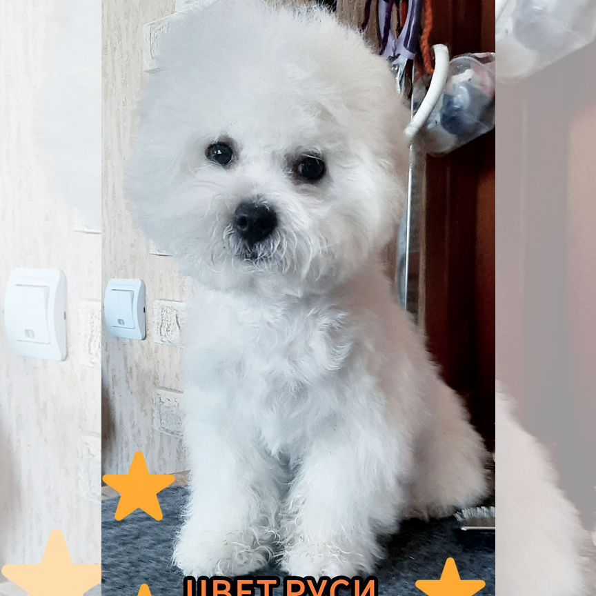 Бишон фризе, щенок