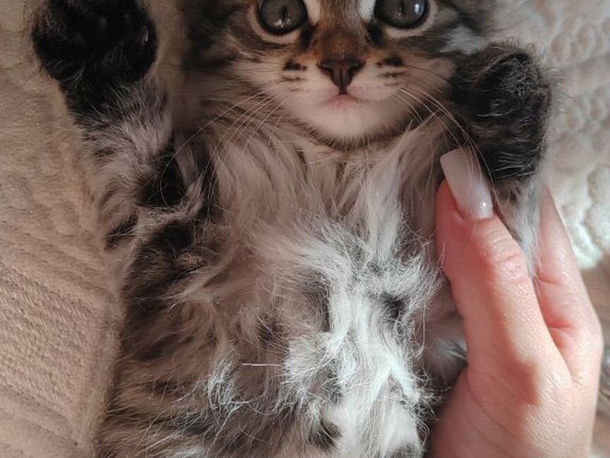 Котенок