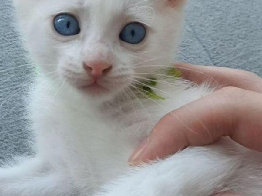Котенок голубоглазый в добрые руки