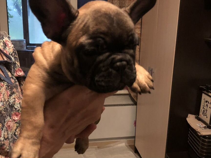 Французский бульдог