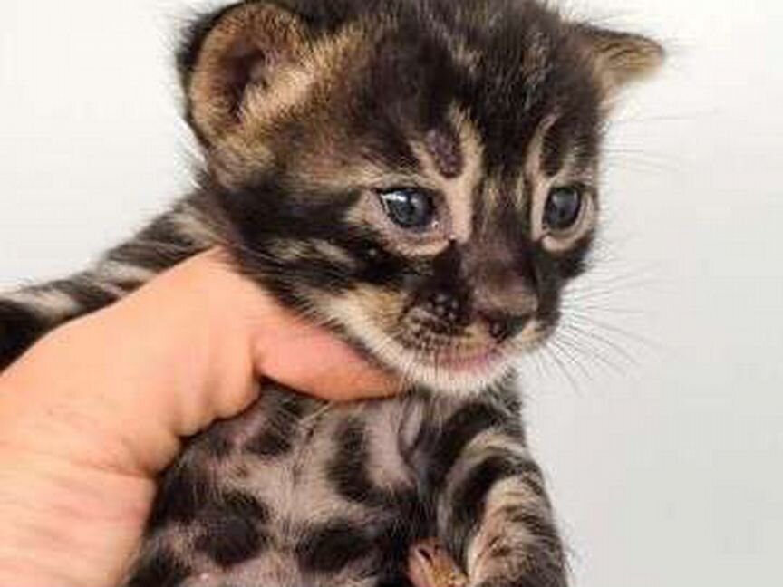 Угольный бенгал