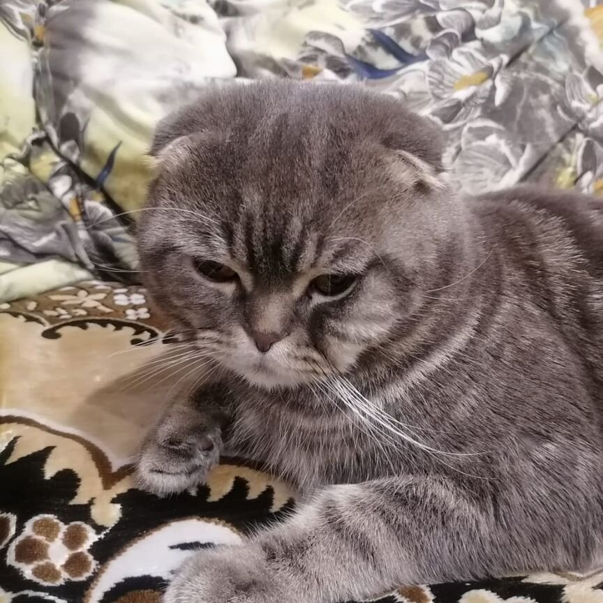 Британские котята