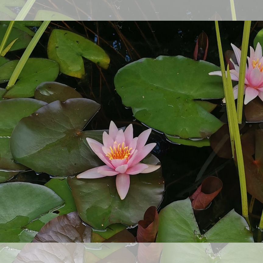 Лилия водная нимфея