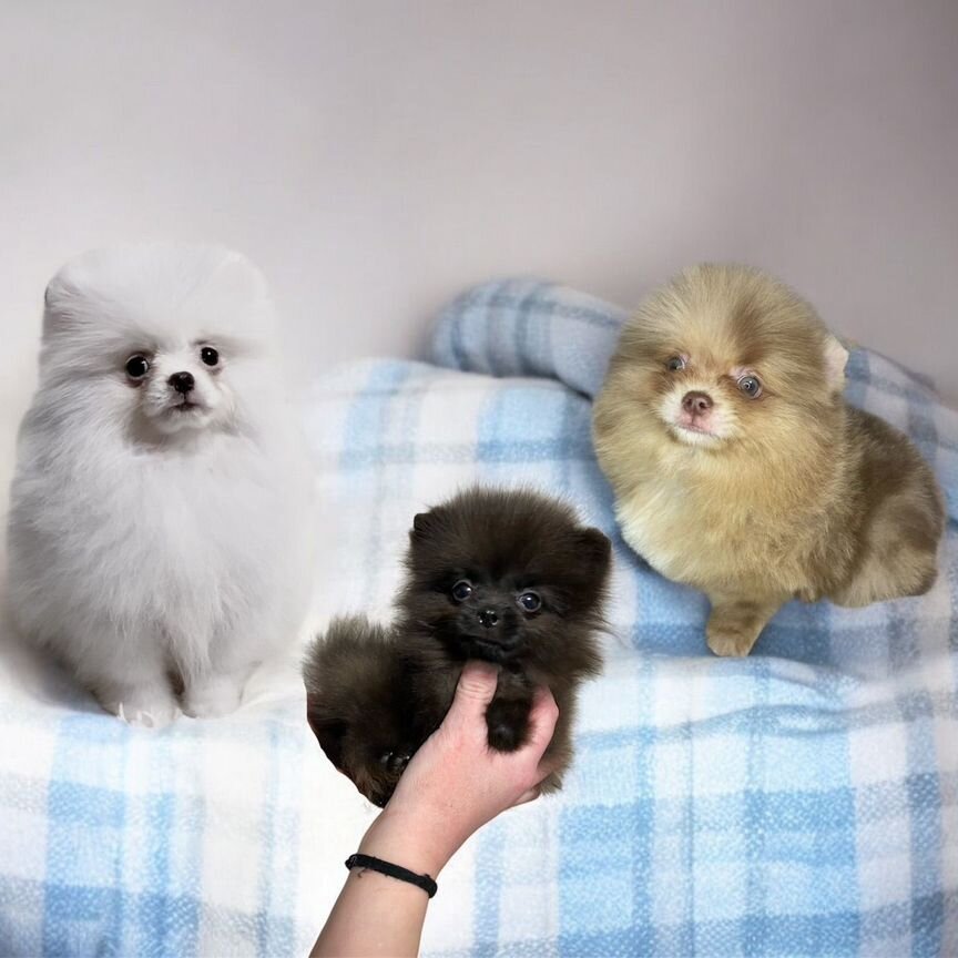 Померанский шпиц, щенок