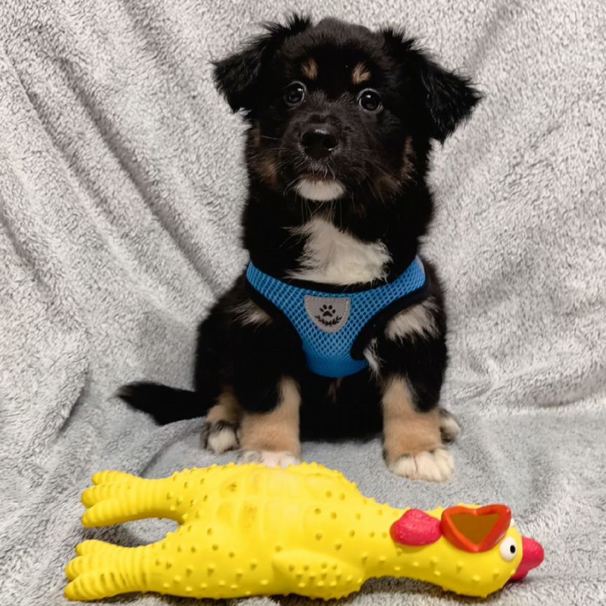 Щенок в добрые руки