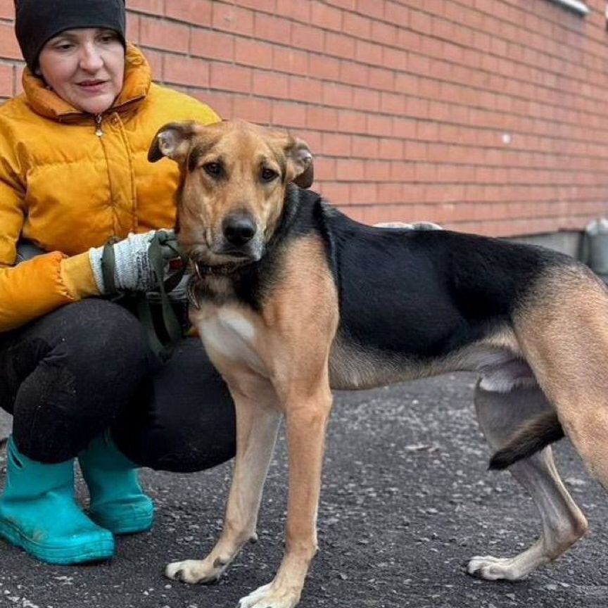Красивый, статный Дастин в добрые руки