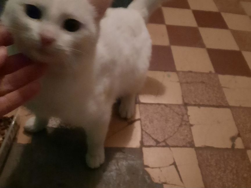 Турецкая ангора