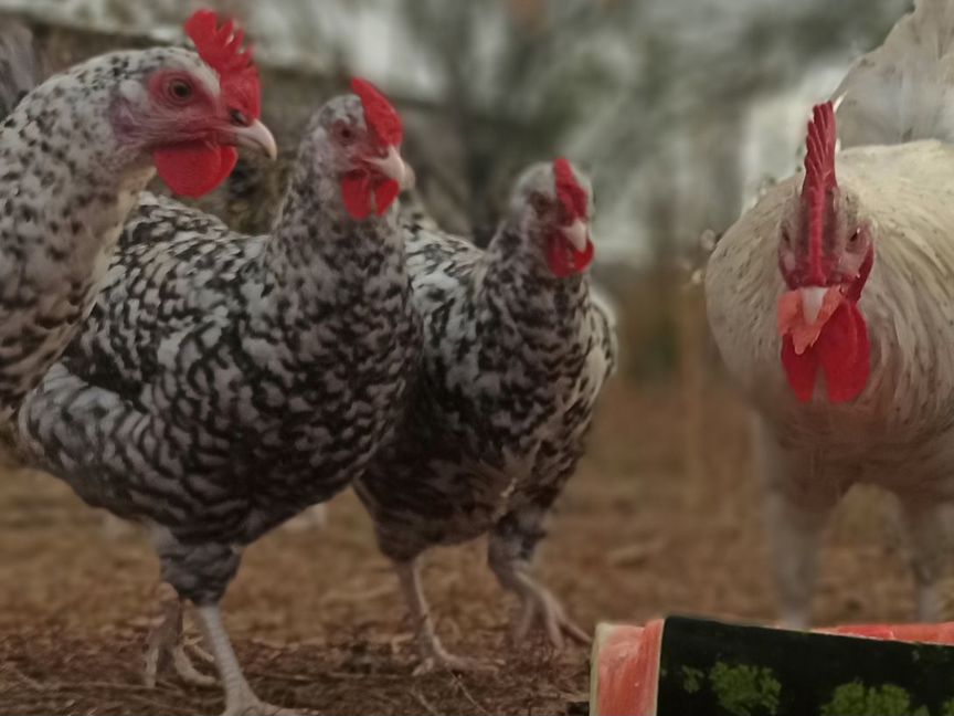 Пушкинские куры