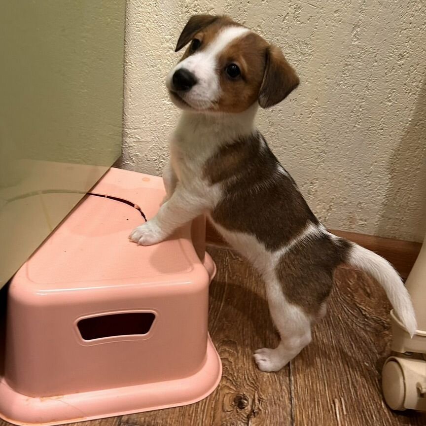 Джек-рассел-терьер, щенок