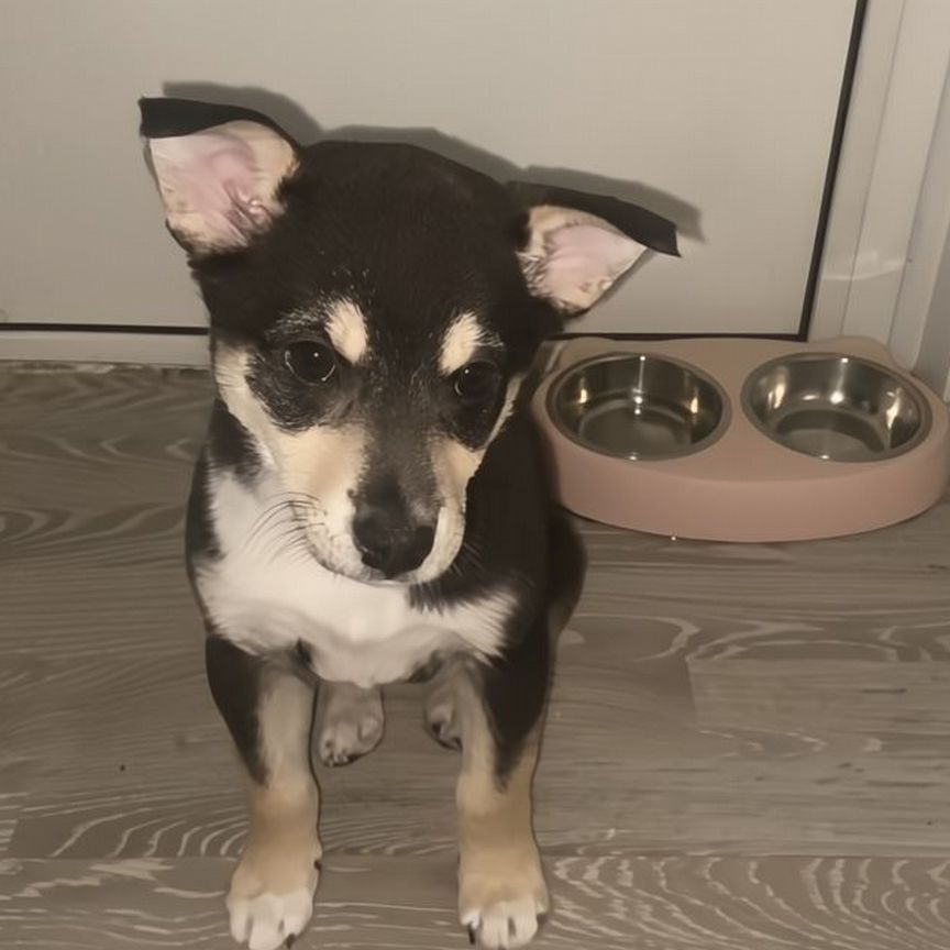 Бигль, щенок