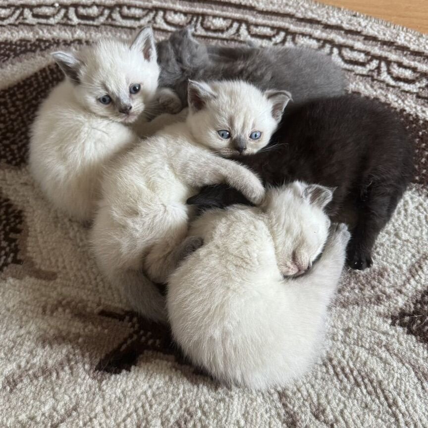 Шотландские вислоухие котята и прямоушки