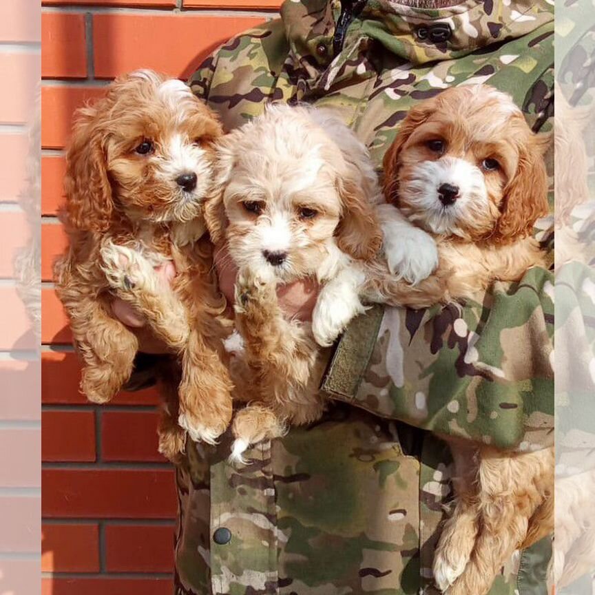 Кавапу Кокапу