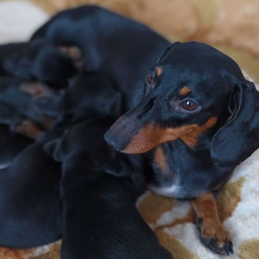 Щенки таксы