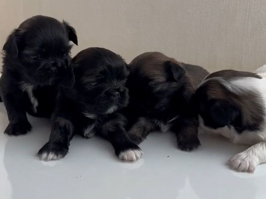 Щенки пекинеса