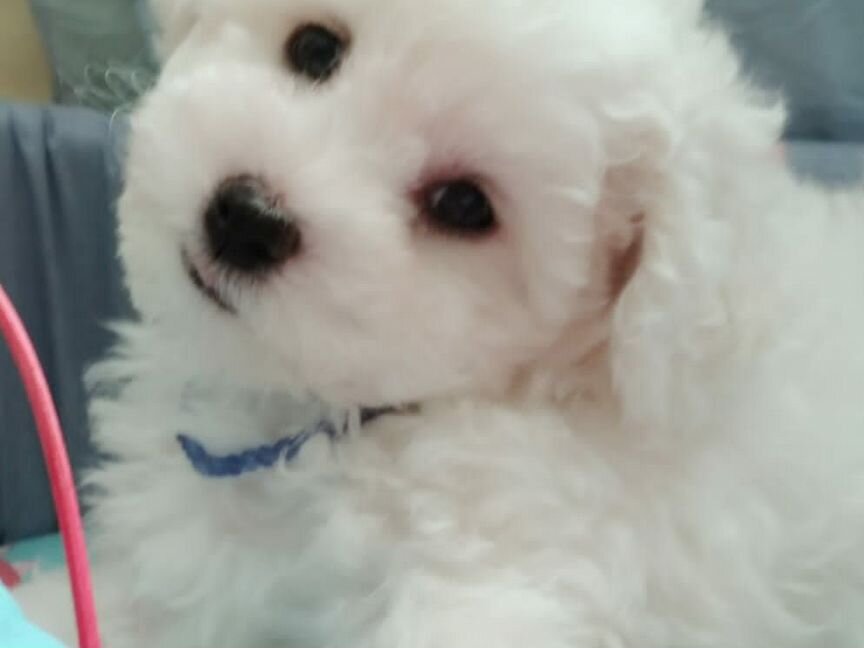 Щенки Бишон Фризе мини РКФ