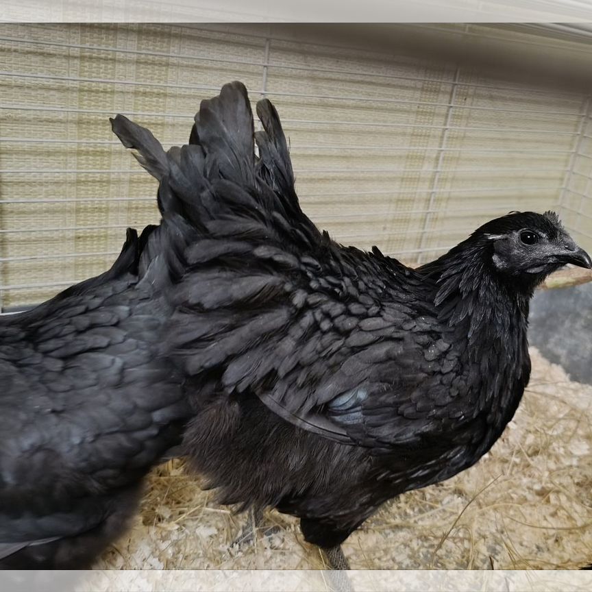 Ухейилюй куры (описание)