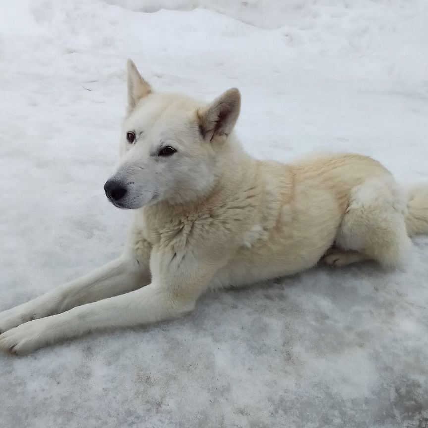Взрослая собака в добрые руки