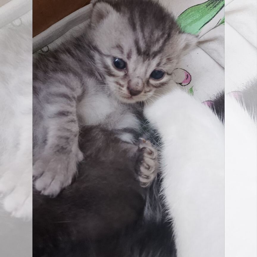 Шотландский вислоухий короткошёрстный котёнок