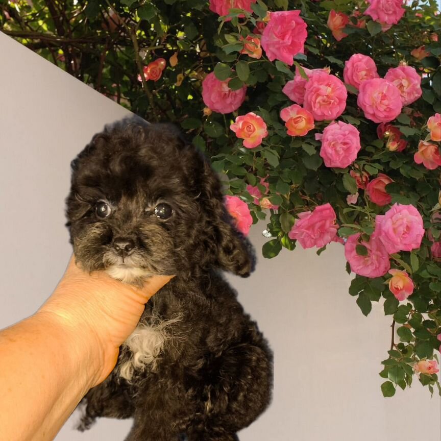 Той-пудель девочка