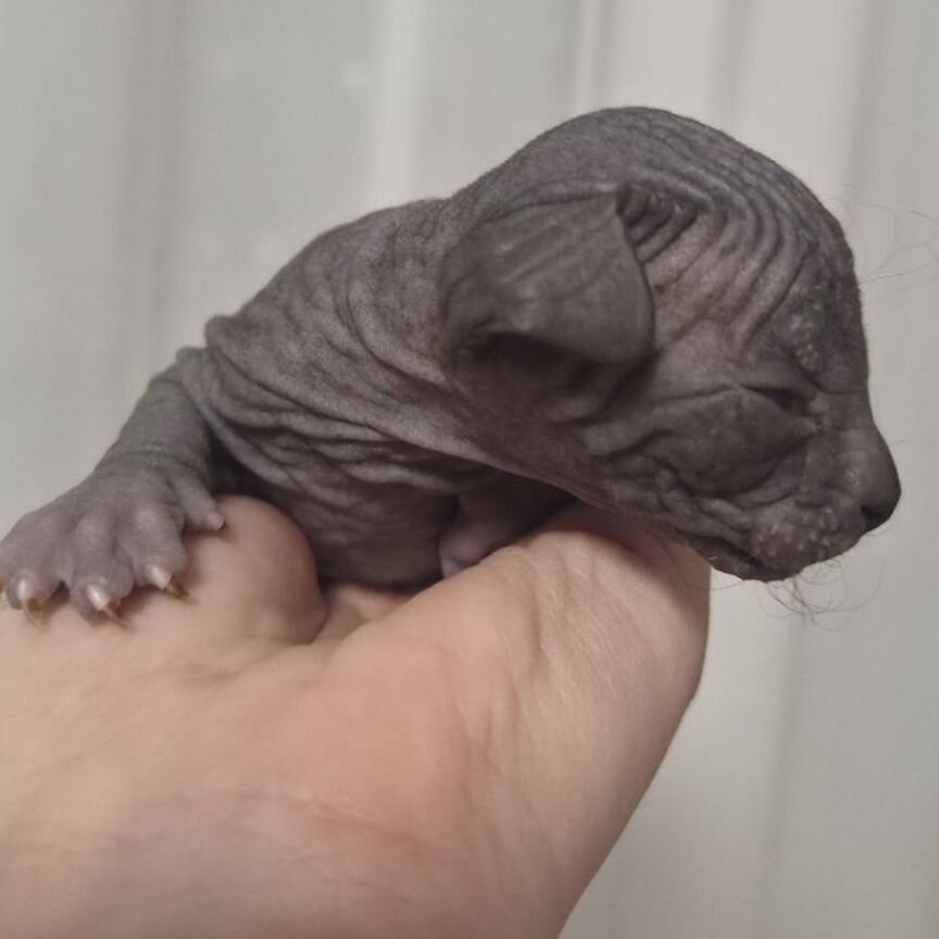 Донской сфинкс котёнок