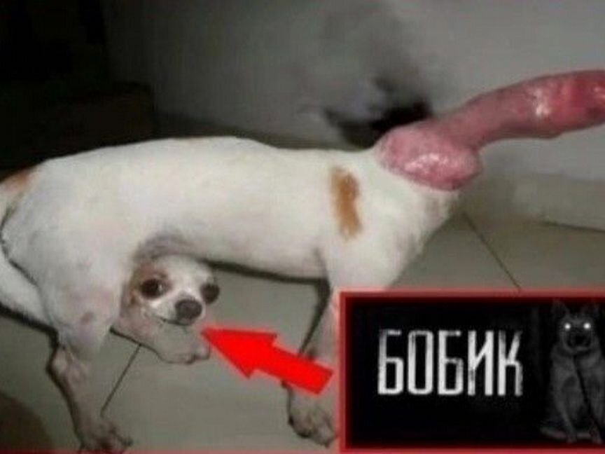 Бобик хороший