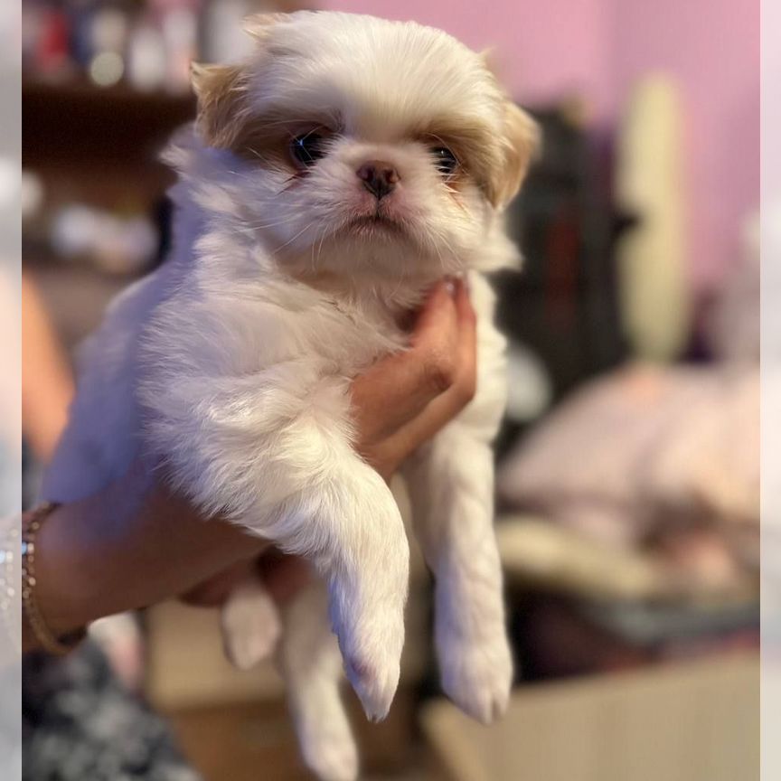 Японский хин, щенок