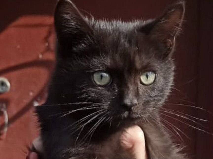 Котят вывезли умирать в деревню